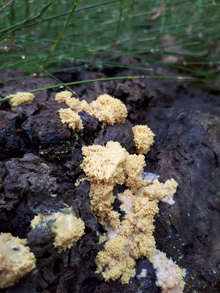 Dog Vomit Slime Mold from Pakenham Upper VIC 3810, Australia on ...