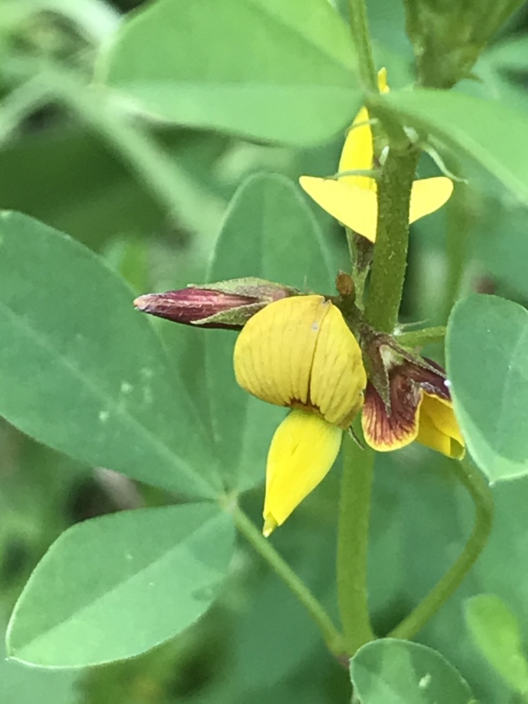 low rattlebox from Distrito Federal, Mexico on August 7, 2021 at 02:29 ...