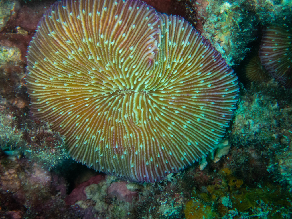 Common Mushroom Coral in September 2021 by New Heaven Reef Conservation ...