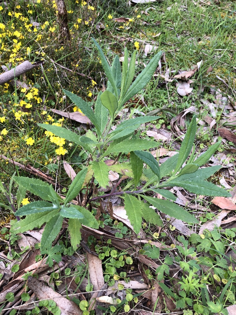 Scented Groundsel (Senecio odoratus) - Botanical Realm