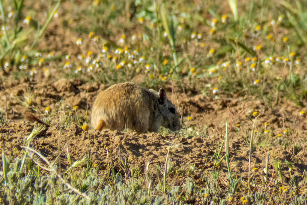 Libyan Jird from Qazvin Province, Iran on April 30, 2021 at 09:09 PM by ...