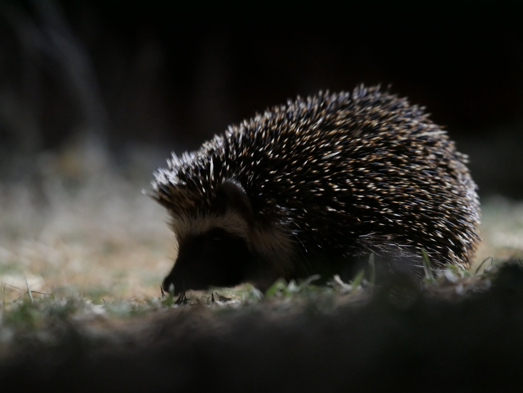 Southern African Hedgehog from Benfontein Nature Reserve, South Africa ...