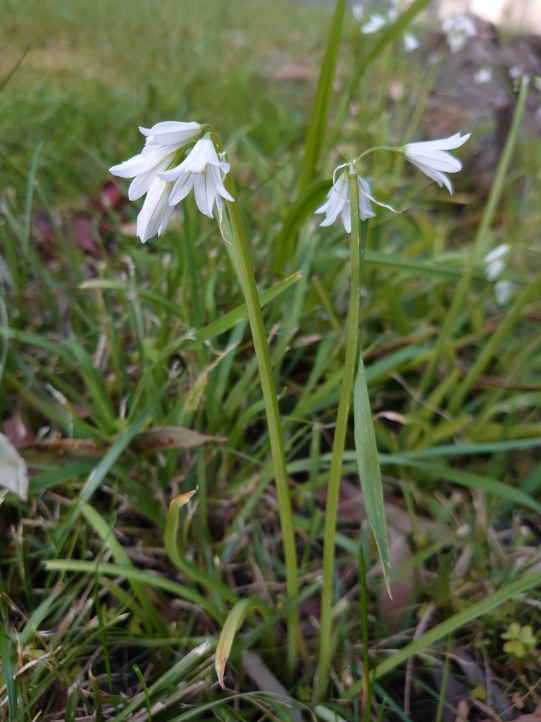 Three-cornered garlic from Ringwood Victoria 3134, Australie on ...