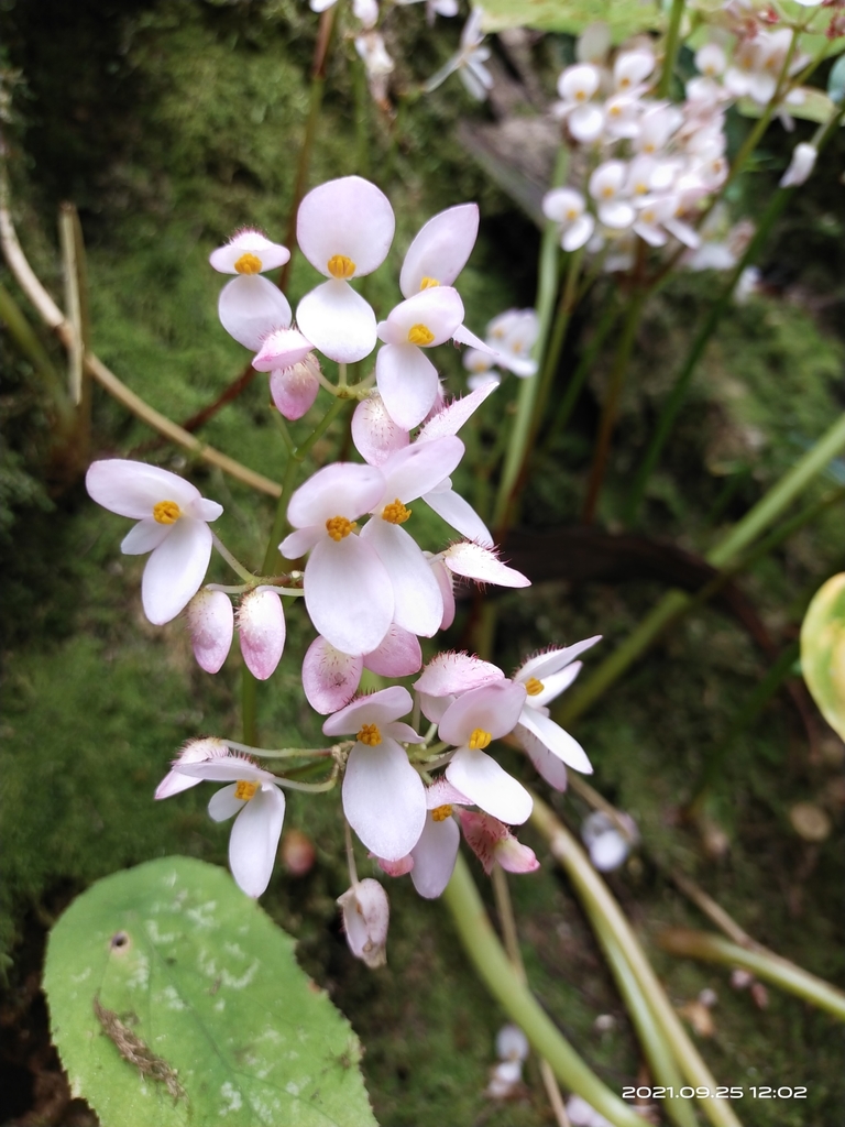 Begonia josephi from Samphelling, BT-CK, BT on September 25, 2021 at 12 ...