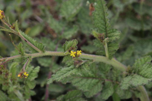 African Turnip (Erucastrum austroafricanum) · iNaturalist