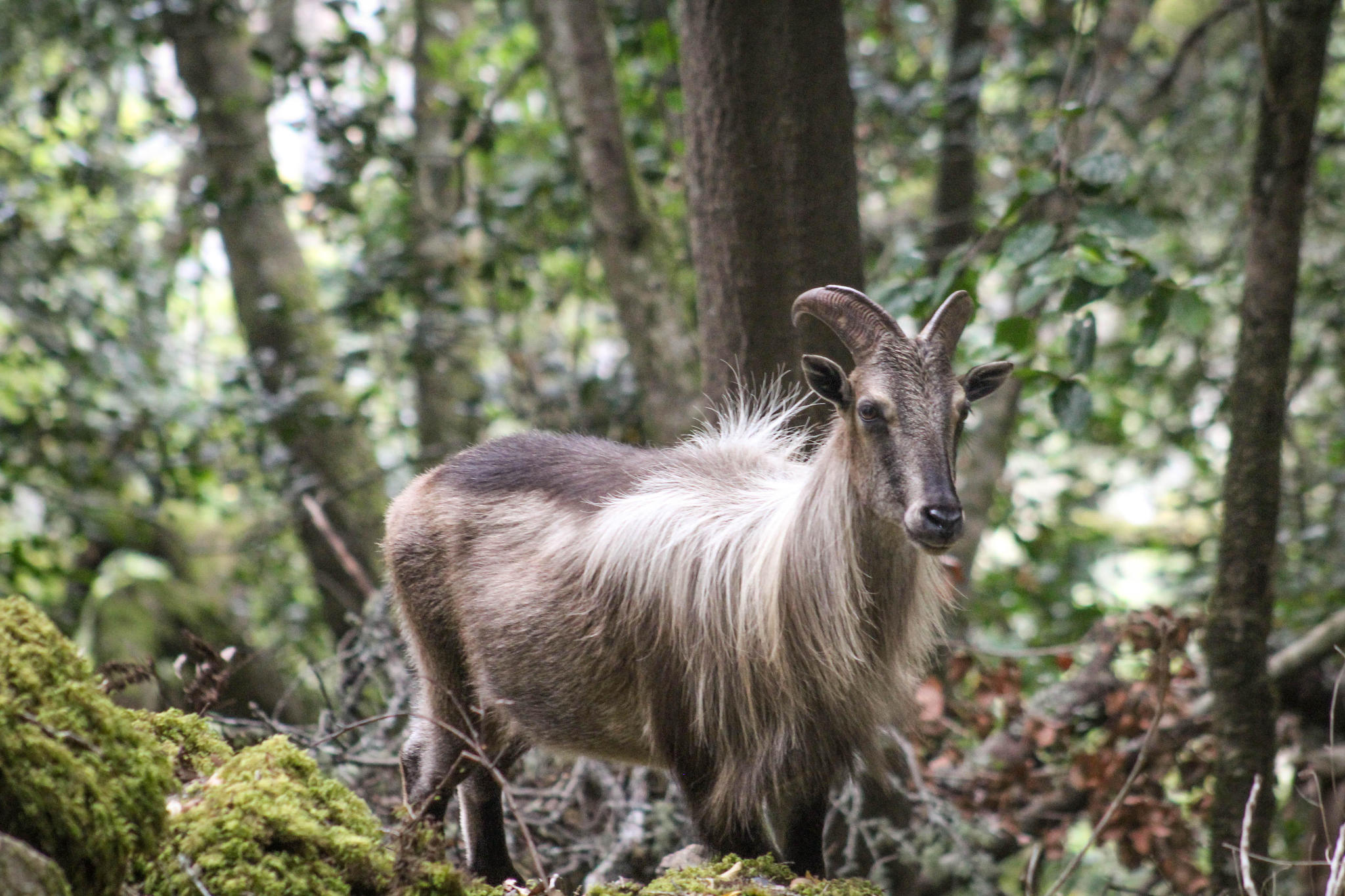 Himalayan Tahr Iucn Status