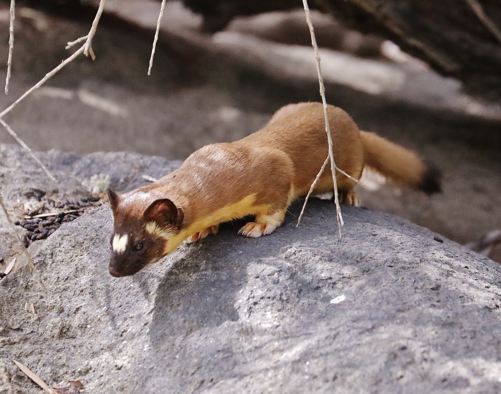 Desviar Persona Haz Un Esfuerzo Animales Con Cola Larga Deseo Nacido
