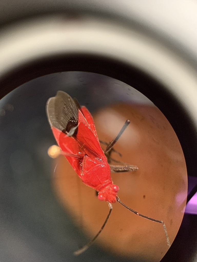 Leptocoris vicinus from University of Guam, Mangilao, Guam, US on ...