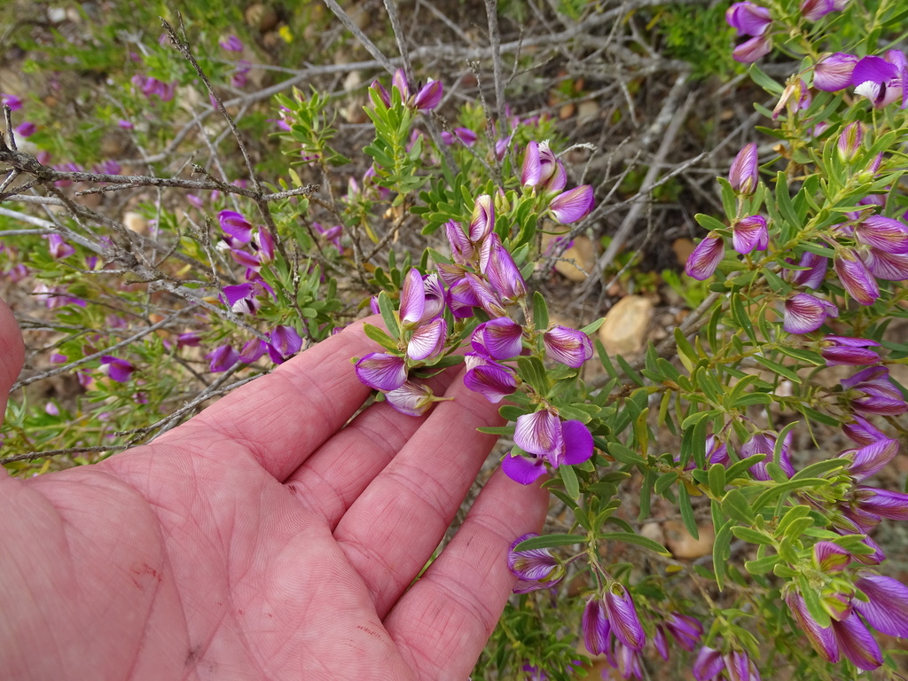 Sweet Pea Shrub from Eden, Western Cape, South Africa on September 23 ...