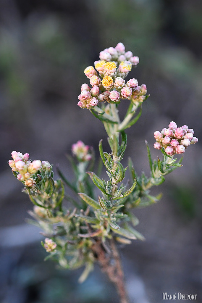 Rose Everlasting from Colchester, Gqeberha, South Africa on September ...