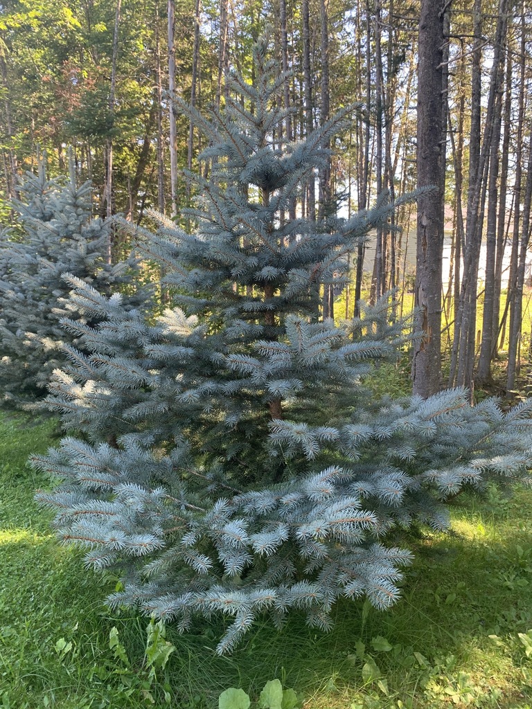 blue spruce in September 2021 by erica_a15 · iNaturalist