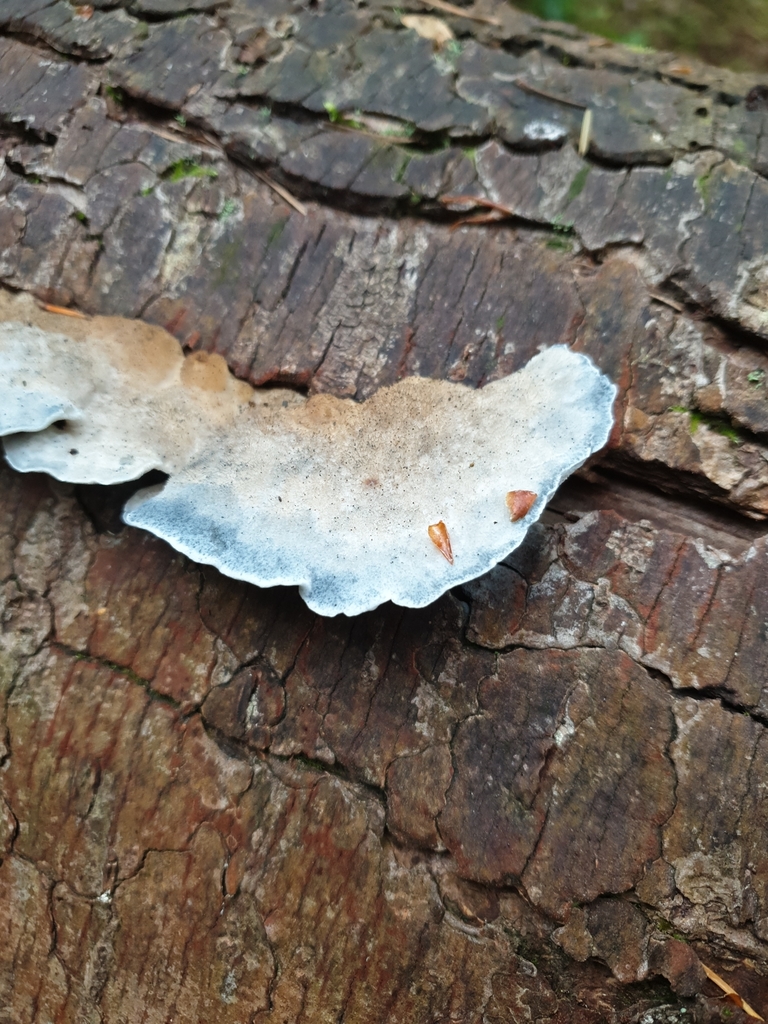 Blue Cheese Polypore from West Clandon on September 25, 2021 at 03:10 ...