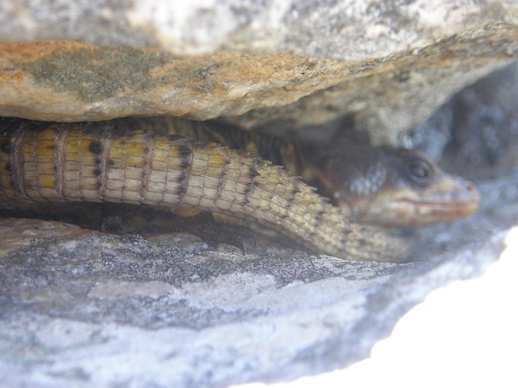 Western Cape Crag Lizard from Greyton Nature Reserve, Pyramid on ...