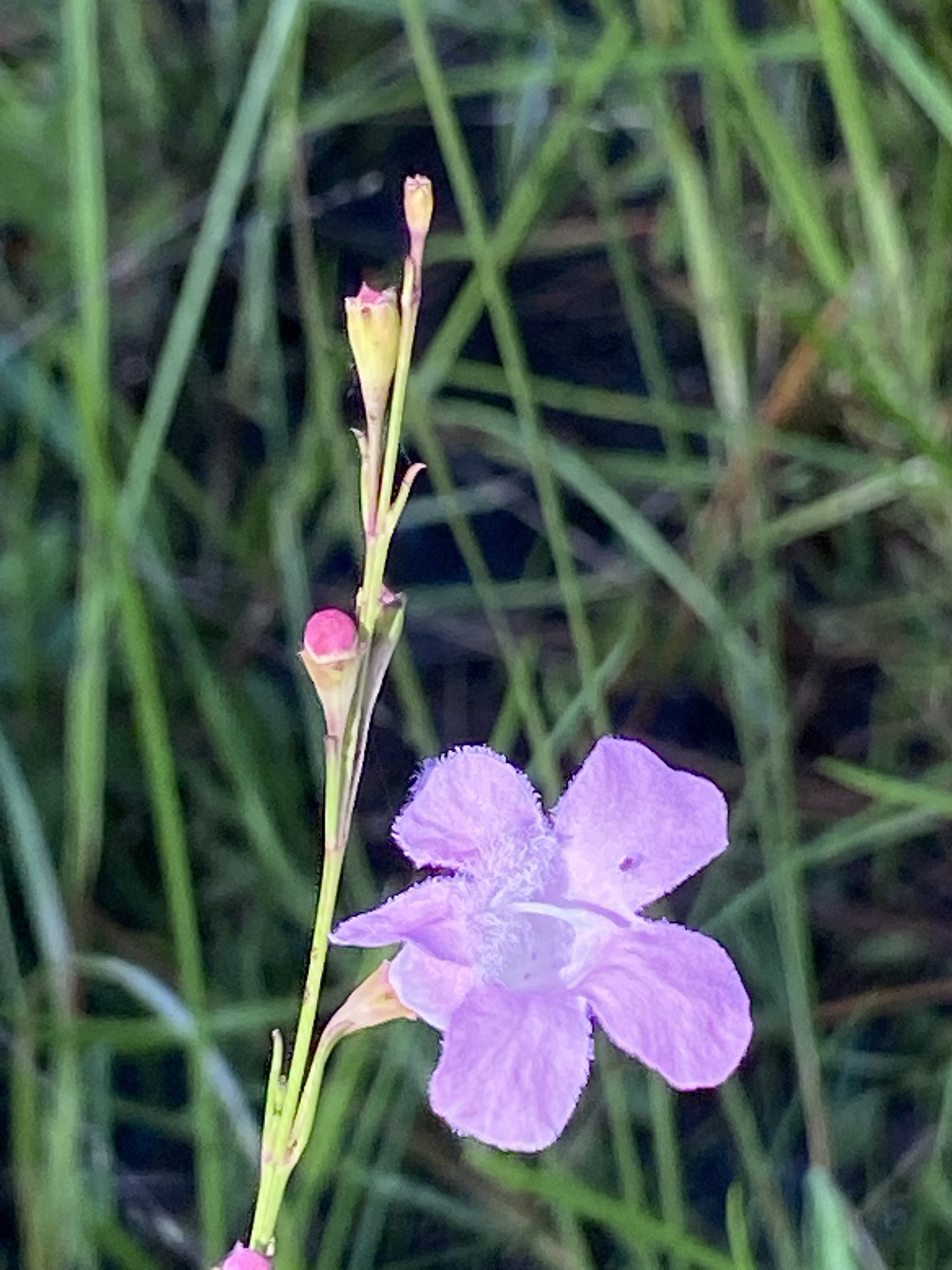 Agalinis linifolia (Nutt.) Britton