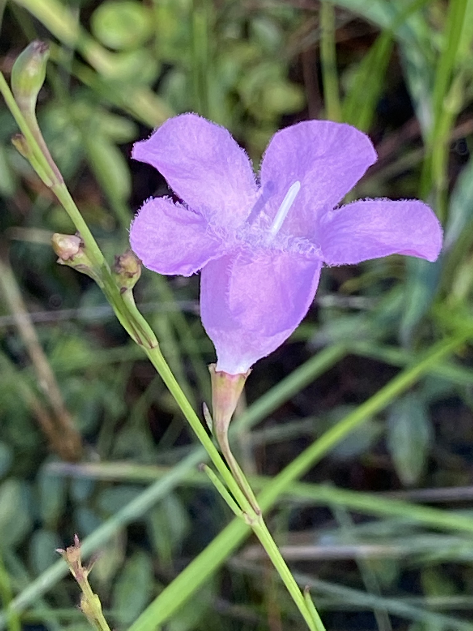 Agalinis linifolia (Nutt.) Britton