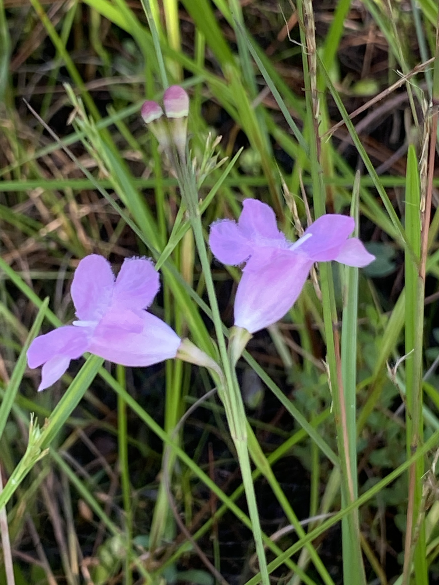 Agalinis linifolia (Nutt.) Britton