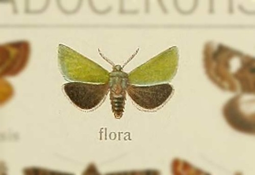 Isochlora flora · iNaturalist