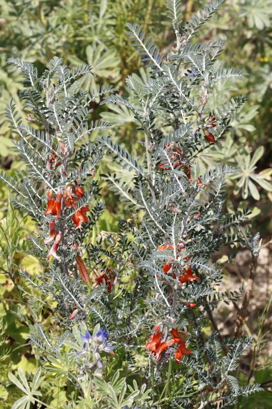 cancer bush from Brackenfell, Cape Town, South Africa on September 24 ...