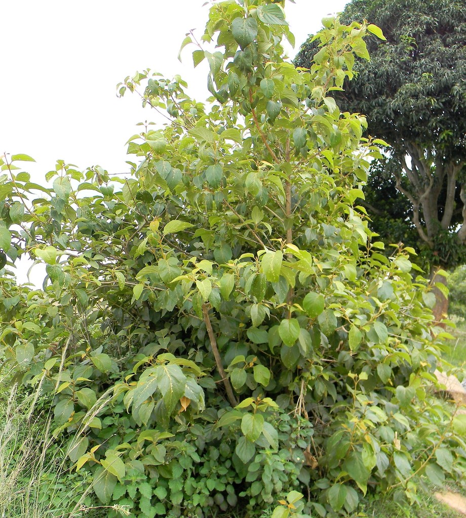 Premna tomentosa from Gommatagiri, Bettadur, Karnataka 571103, India on ...