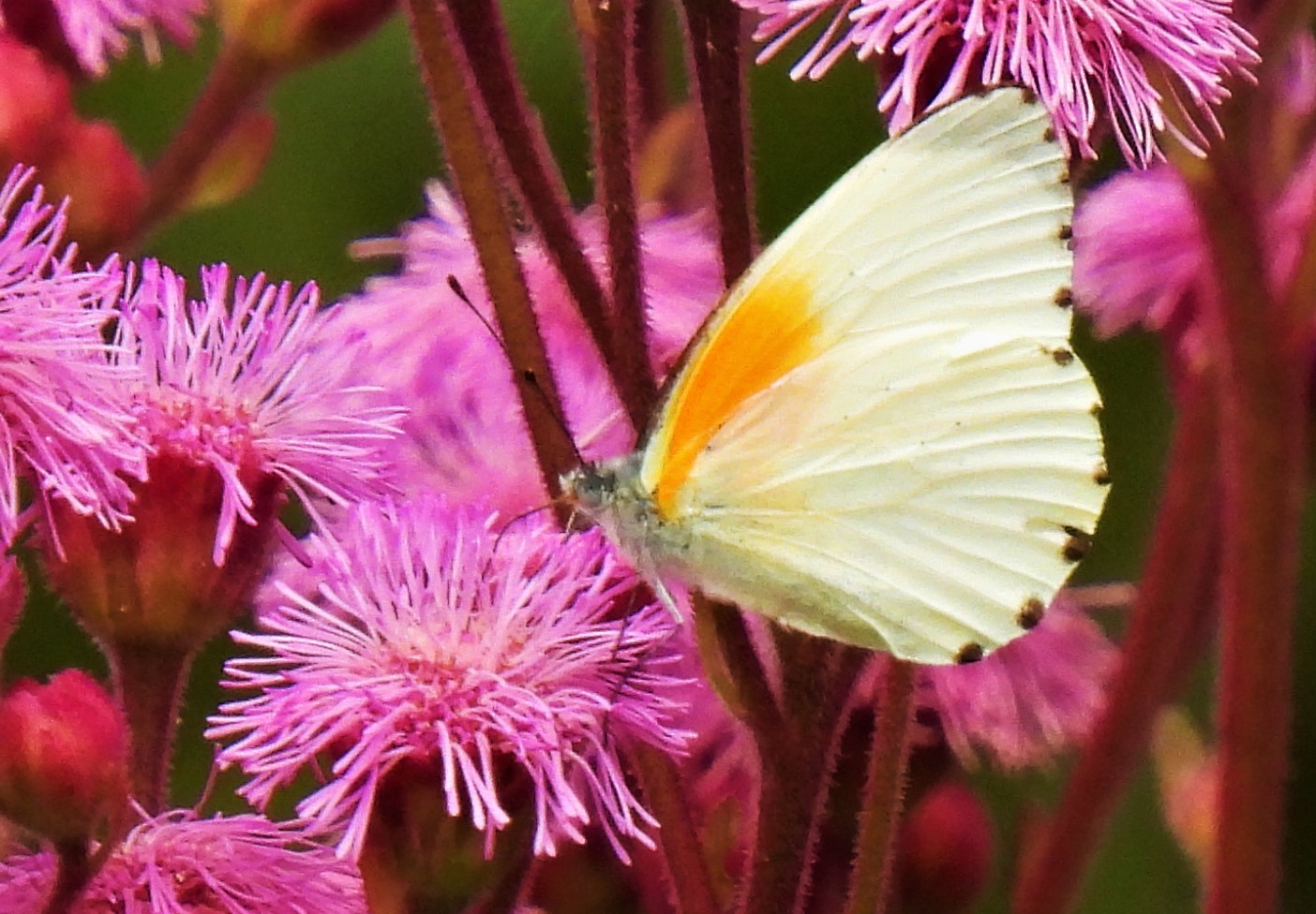 Mylothris rueppellii (Koch, 1865)