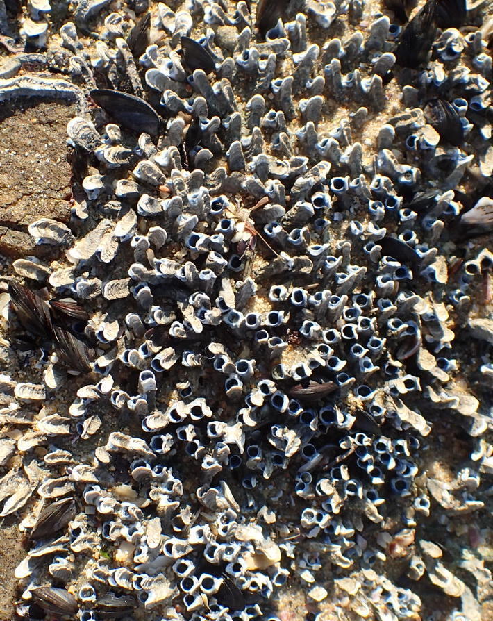 Blue Coral-worm from Coney Glen on June 8, 2016 by Nicola van Berkel ...