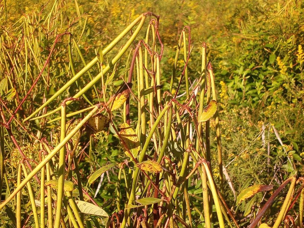 hemp dogbane from Millington, MD 21651, USA on September 24, 2021 at 04 ...