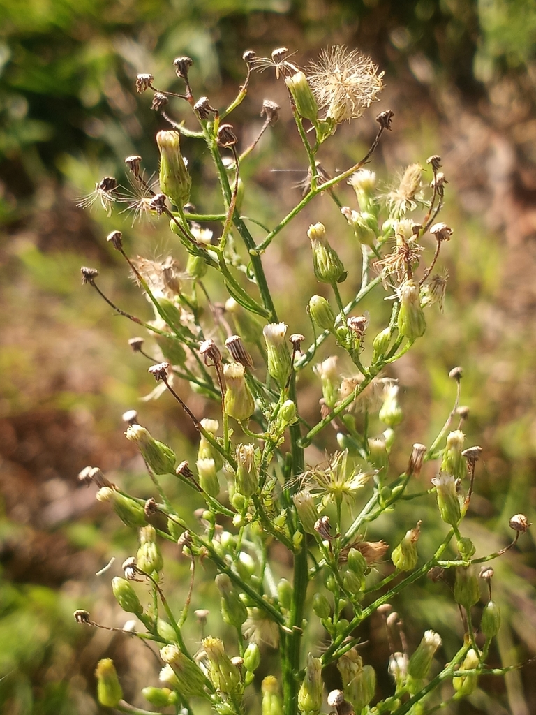 horseweed from Millington, MD 21651, USA on September 24, 2021 at 04:25 ...