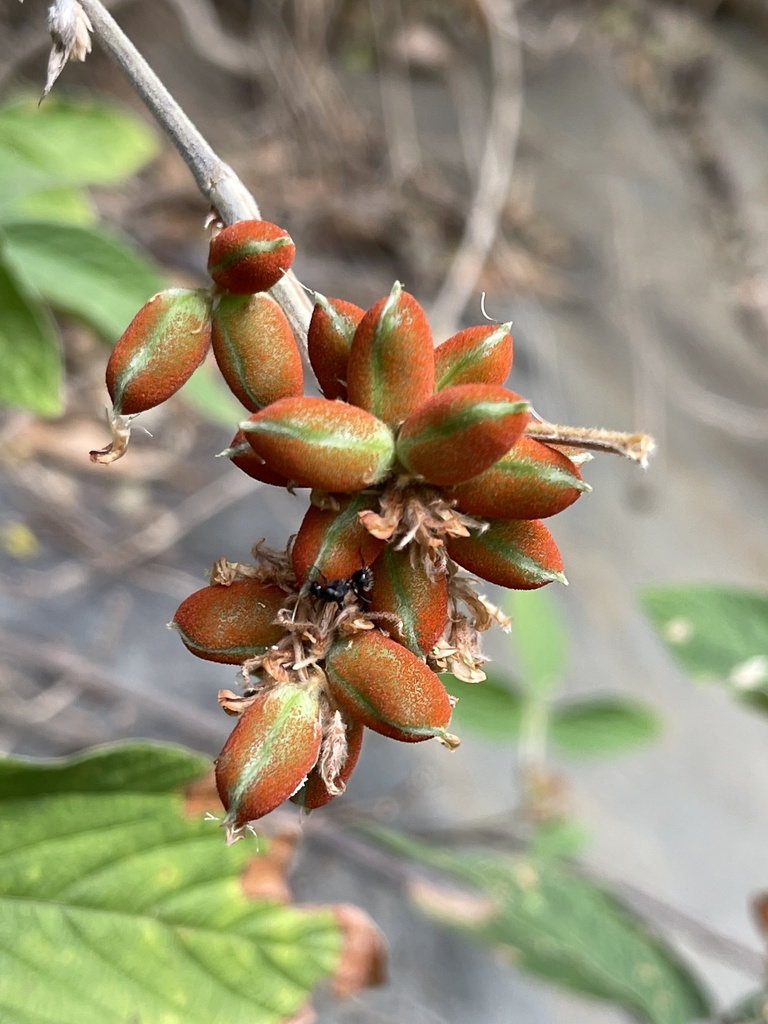Flemingias (Flemingia) - Botanical Realm
