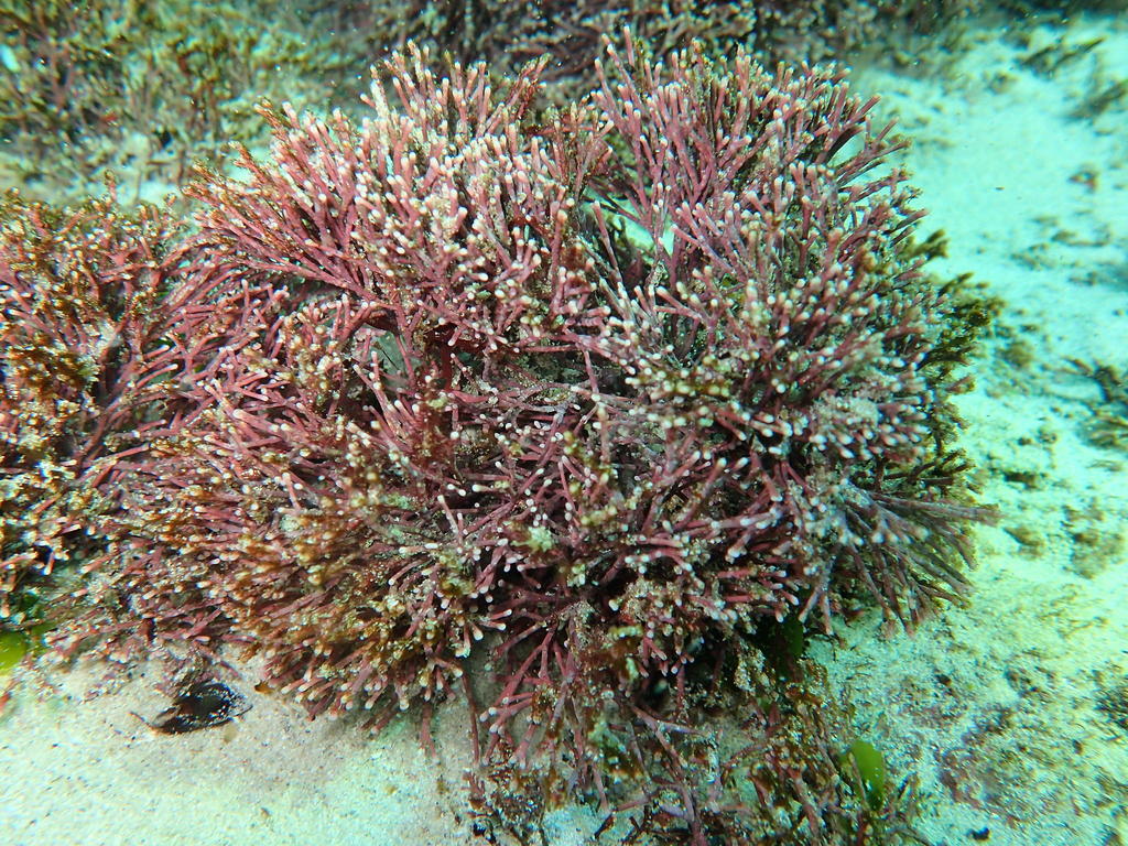 Red Coralline Algae (Jania) - Botanical Realm
