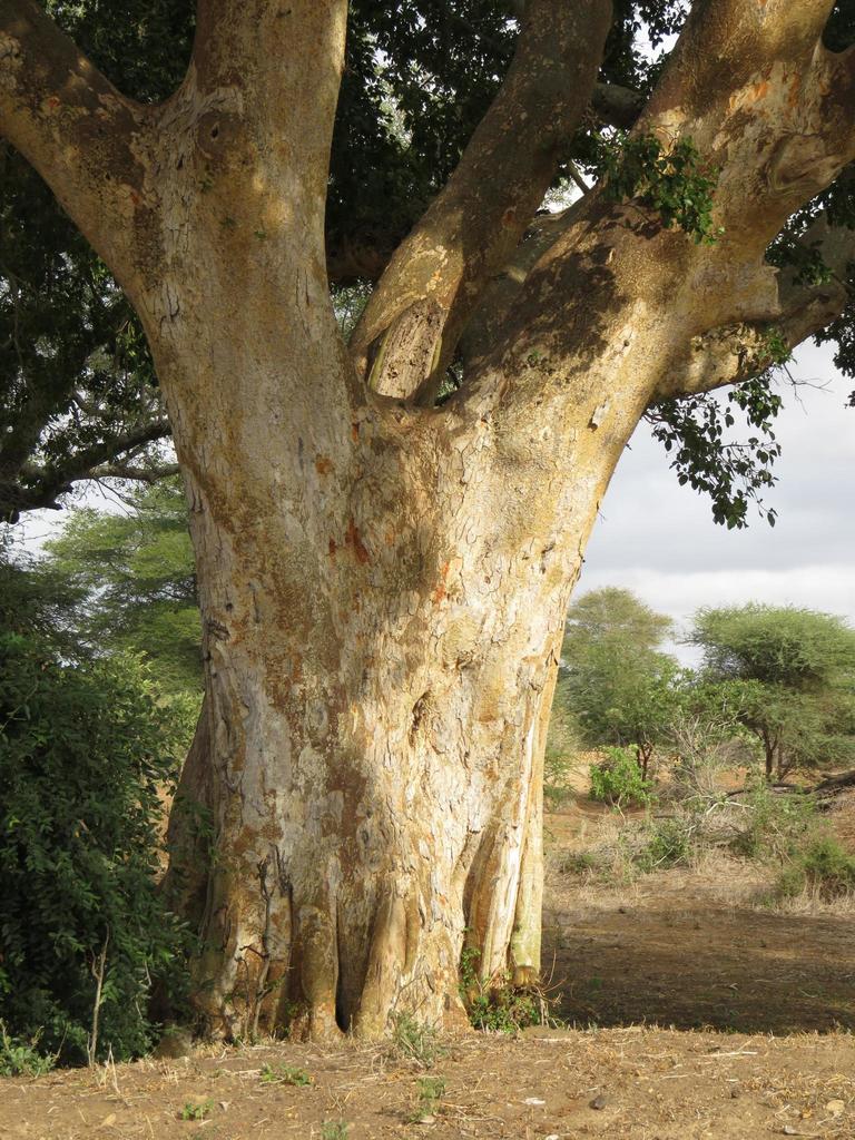Broom Sycamore Fig (Ficus sycomorus sycomorus) - Botanical Realm