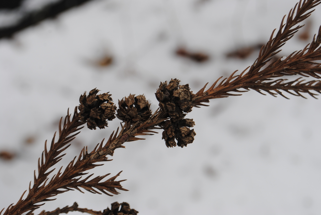 sugi from Bronx, NY, USA on January 30, 2018 at 01:36 PM by Zihao Wang ...