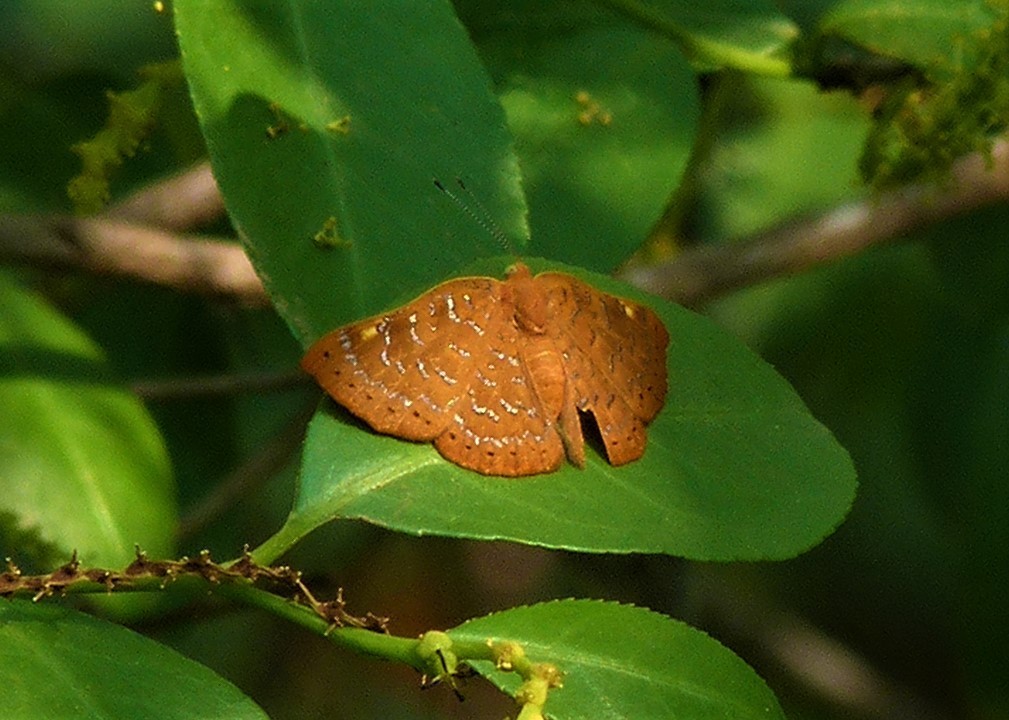 Emesis cerea (Borboletas de Rio Claro, SP/Butterflies of Rio Claro, SP ...