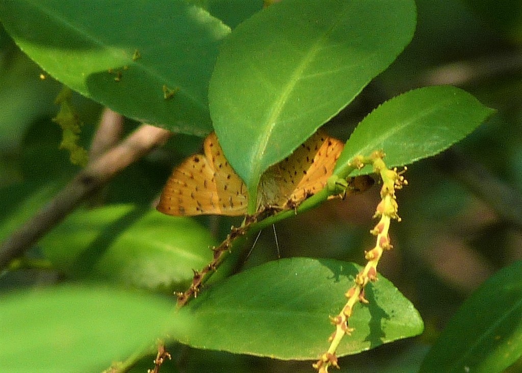 Emesis cerea (Borboletas de Rio Claro, SP/Butterflies of Rio Claro, SP ...