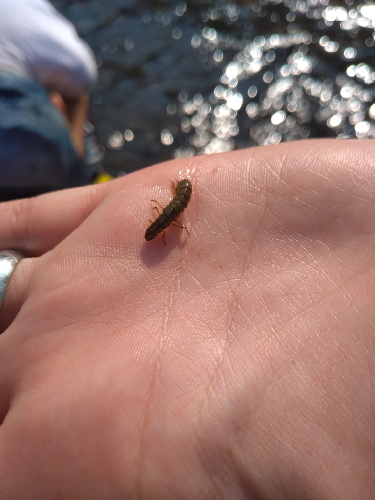 Arctopsyche ladogensis from Свердловская обл., Россия, 624475 on August ...