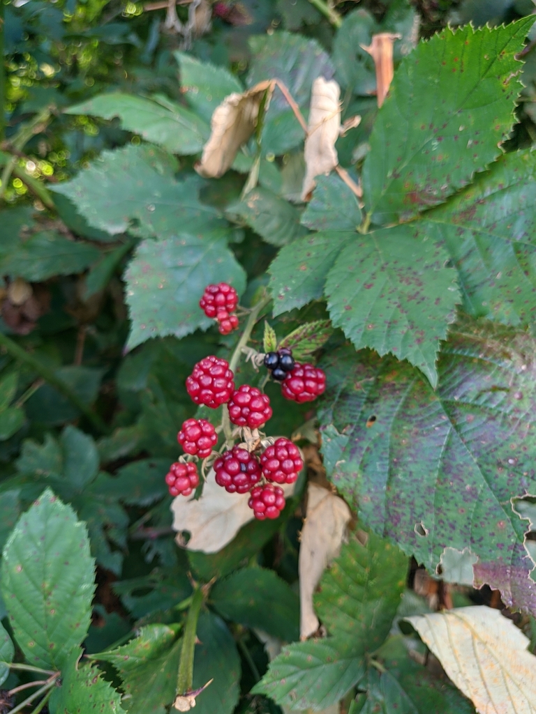 European blackberry complex from Алушта on September 25, 2021 at 11:59 ...