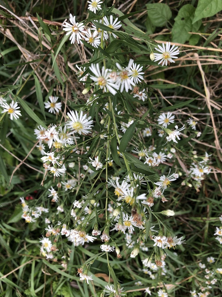 panicled aster from Woodroof Cres, Aurora, ON, CA on September 25, 2021 ...