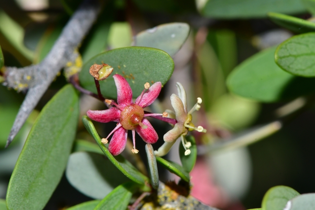 Splint Spike-Thorn from Vanwyksdorp, Van Wyksdorp, 6690, South Africa ...