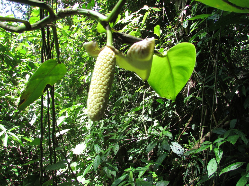 Monstera pittieri from Alajuela Province, San Carlos, Costa Rica on ...