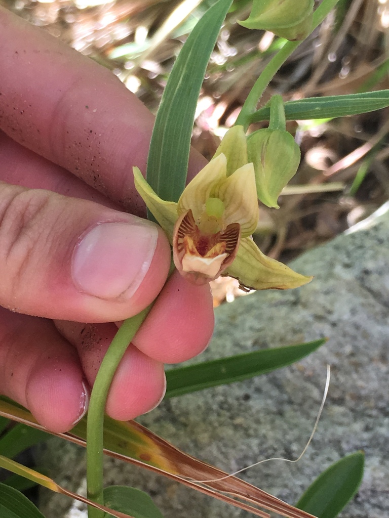 Stream Orchid from Palm Springs, CA 92264, Palm Springs, CA, US on ...