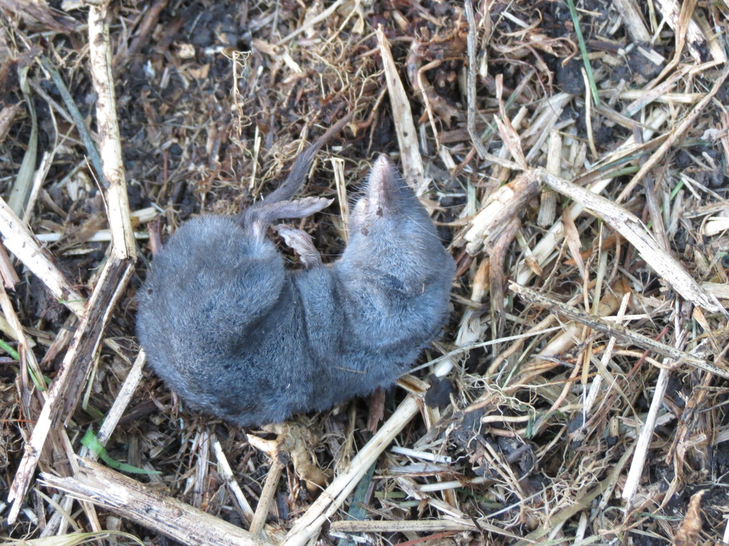 Northern Short-tailed Shrew from Winnebago County, IL, USA on September ...