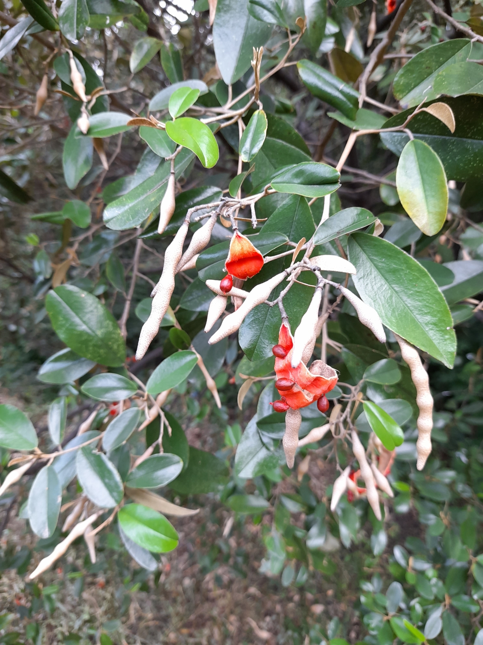 Quadrella odoratissima (Jacq.) Hutch.