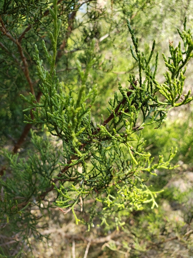 junipers from Belton, TX 76513, USA on September 25, 2021 at 01:39 PM ...