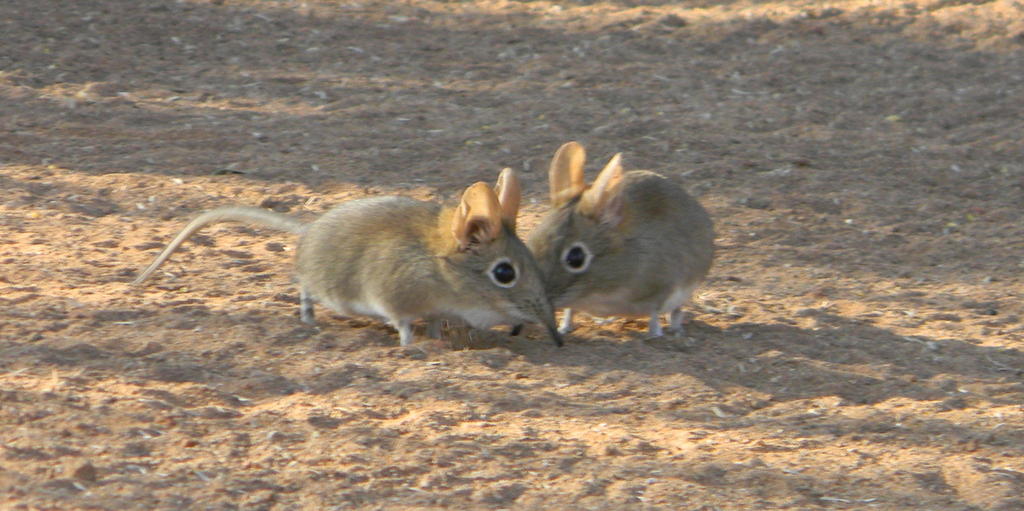 Sengis (Macroscelididae) - Know Your Mammals