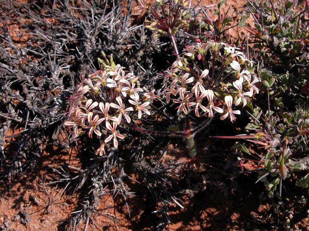 Pelargonium rubiginosum from NE of Koingnaas on October 31, 2003 by ...