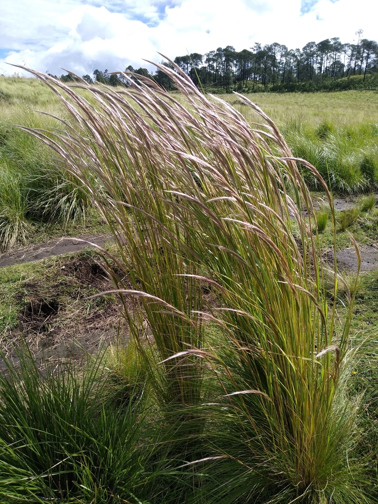 peruvian feather grass from 12420 CDMX, México on September 19, 2021 at ...