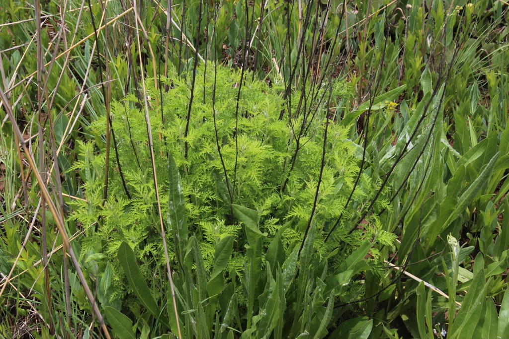 African wormwood (Artemisia afra) - Botanical Realm