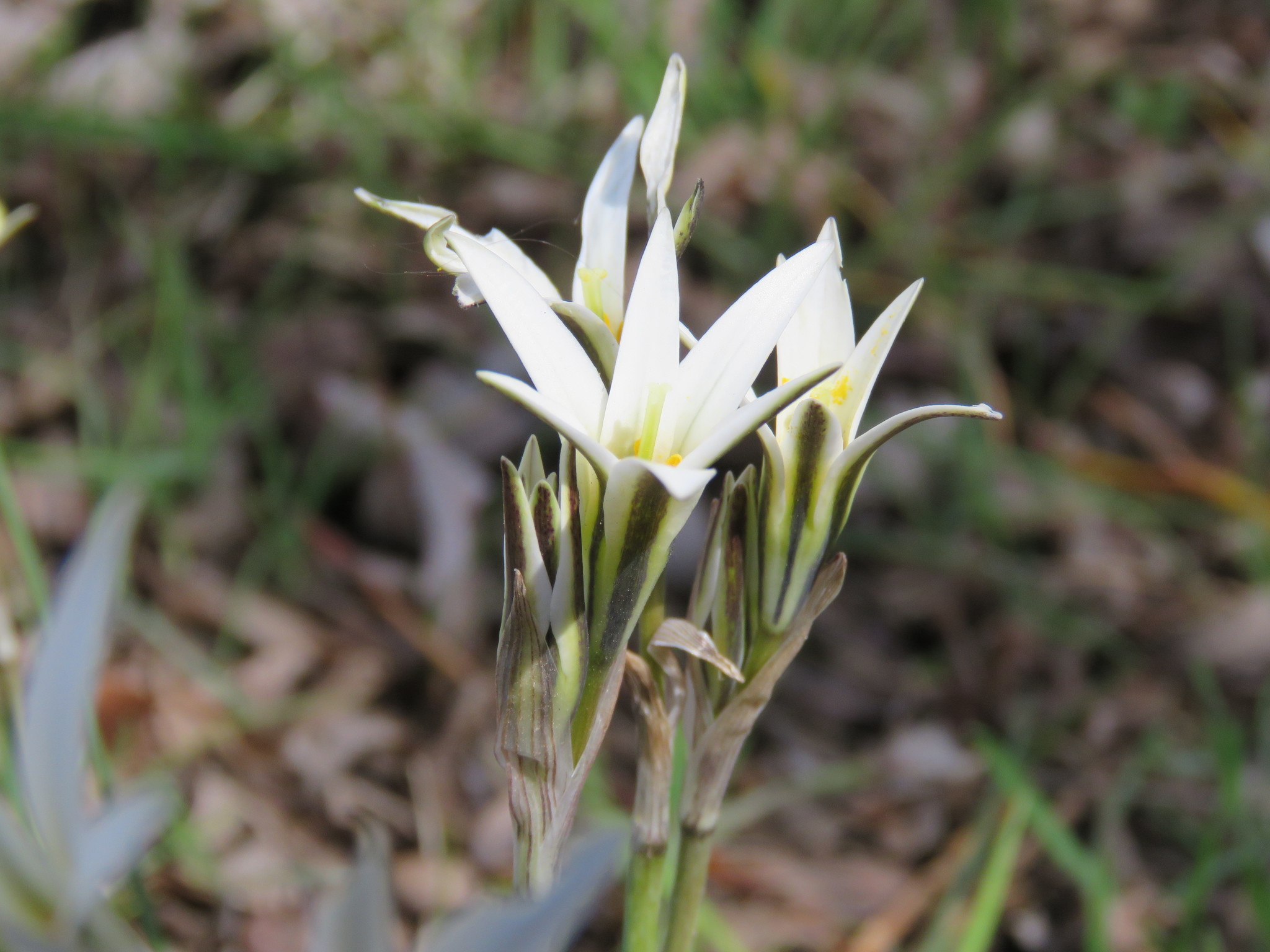 Tristagma patagonicum (Baker) Traub