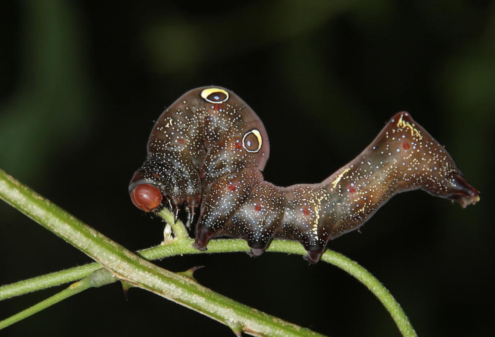 African Common Fruit-piercing Moth from Otters Den on February 21, 2017 ...