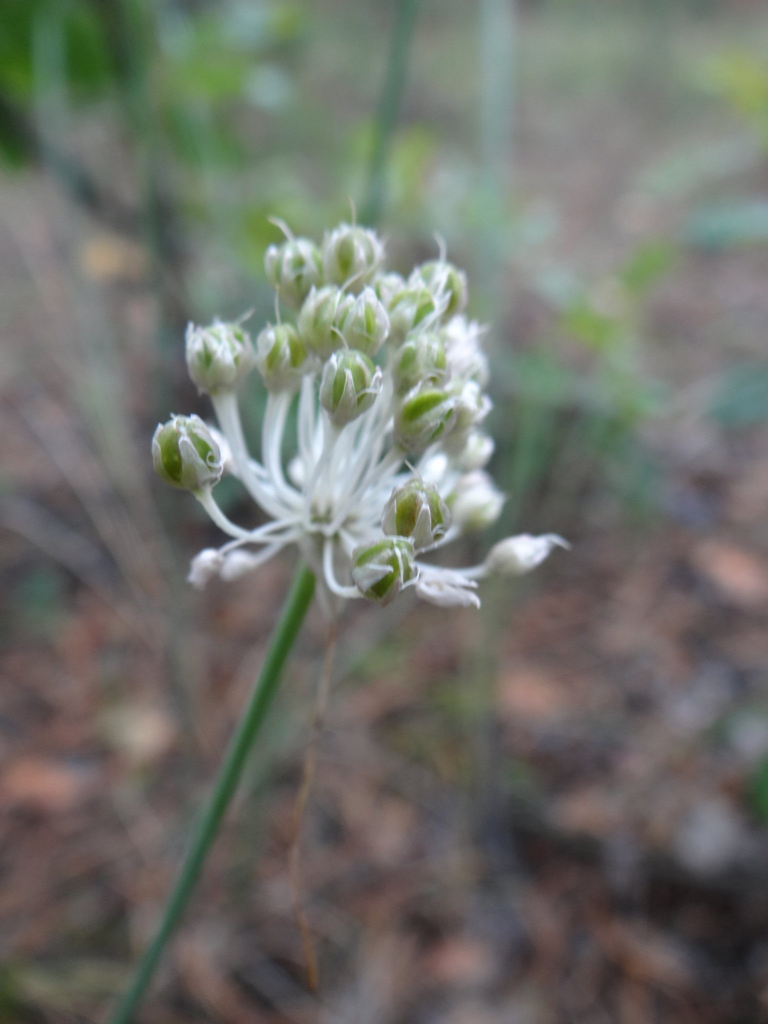 Allium saxatile M.Bieb.