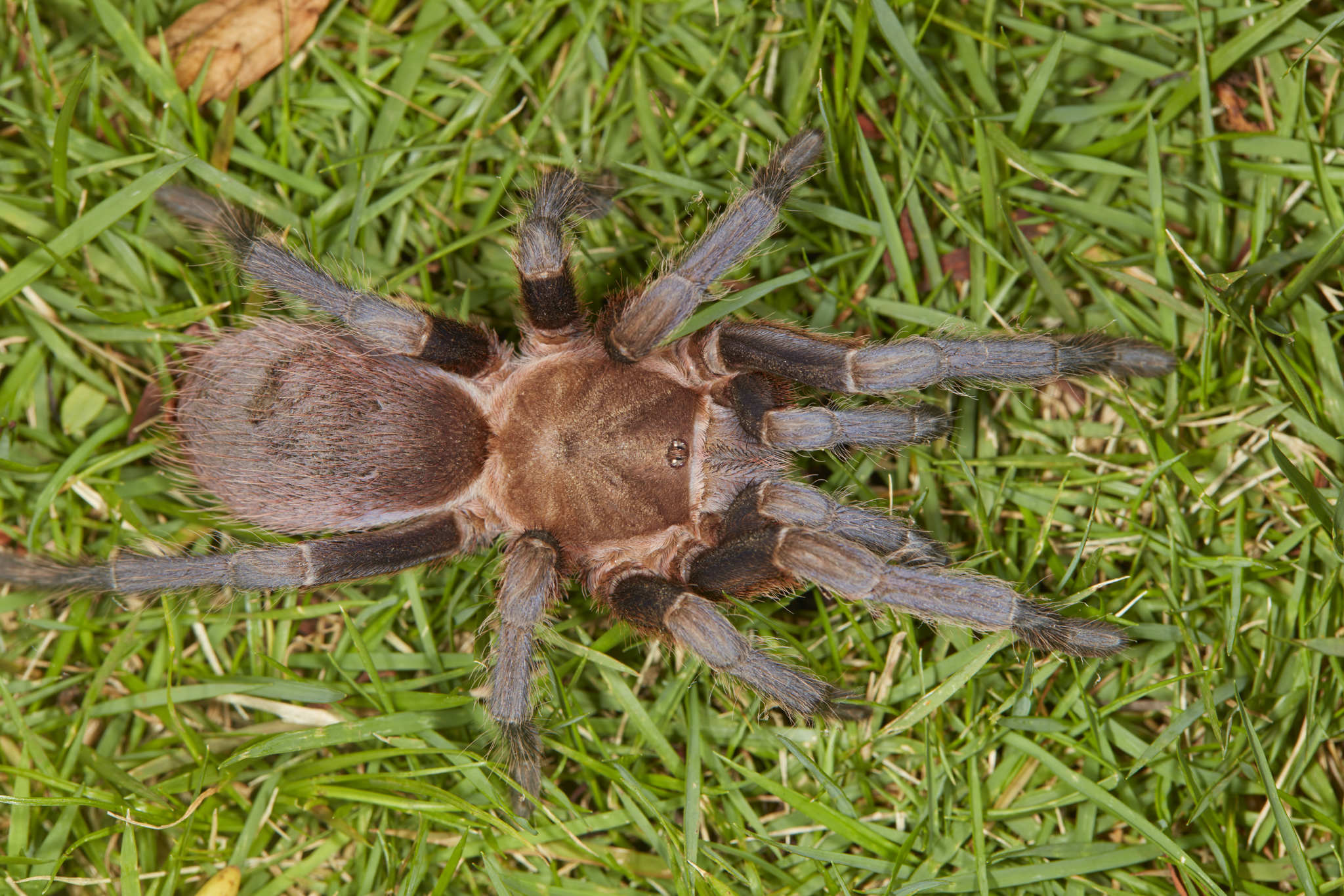 Aphonopelma crinirufum (Valerio, 1980)